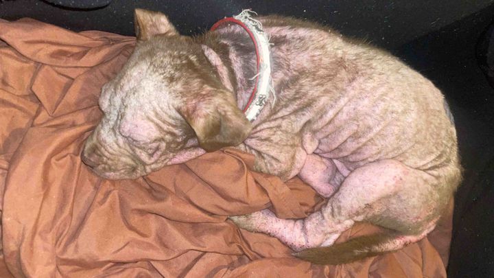 Fundraiser by AMA Animal Rescue : Help Us Save Severely Sick, Lethargic ...