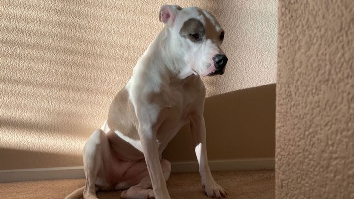 Fundraiser by Taylor Guardado : Help us cover our girls emergency surgery