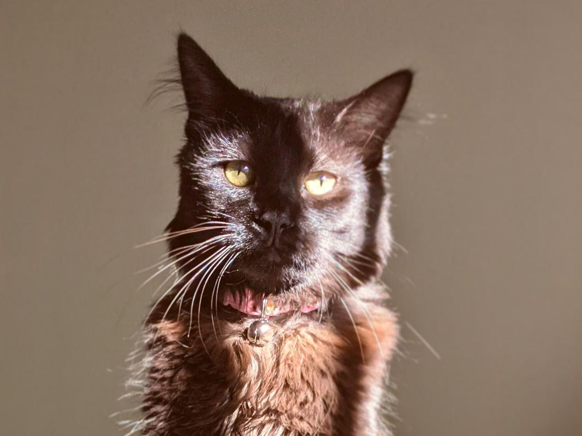 Fundraiser by Clover Wilson : Emergency Surgery for Junipurr Bee Berry