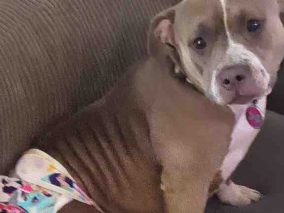 Fundraiser for Natalie Golden by Savannah Collier : Help Save My Sweet ...