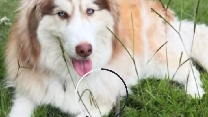 Fundraiser by FRIENDS FAMILY : Support Coach Raul and His Beloved Dog's ...