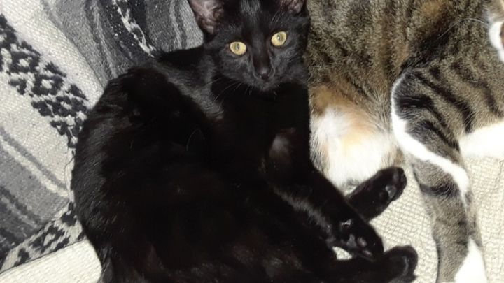 Fundraiser by Kenneth Kiernan : Mina the Kitten