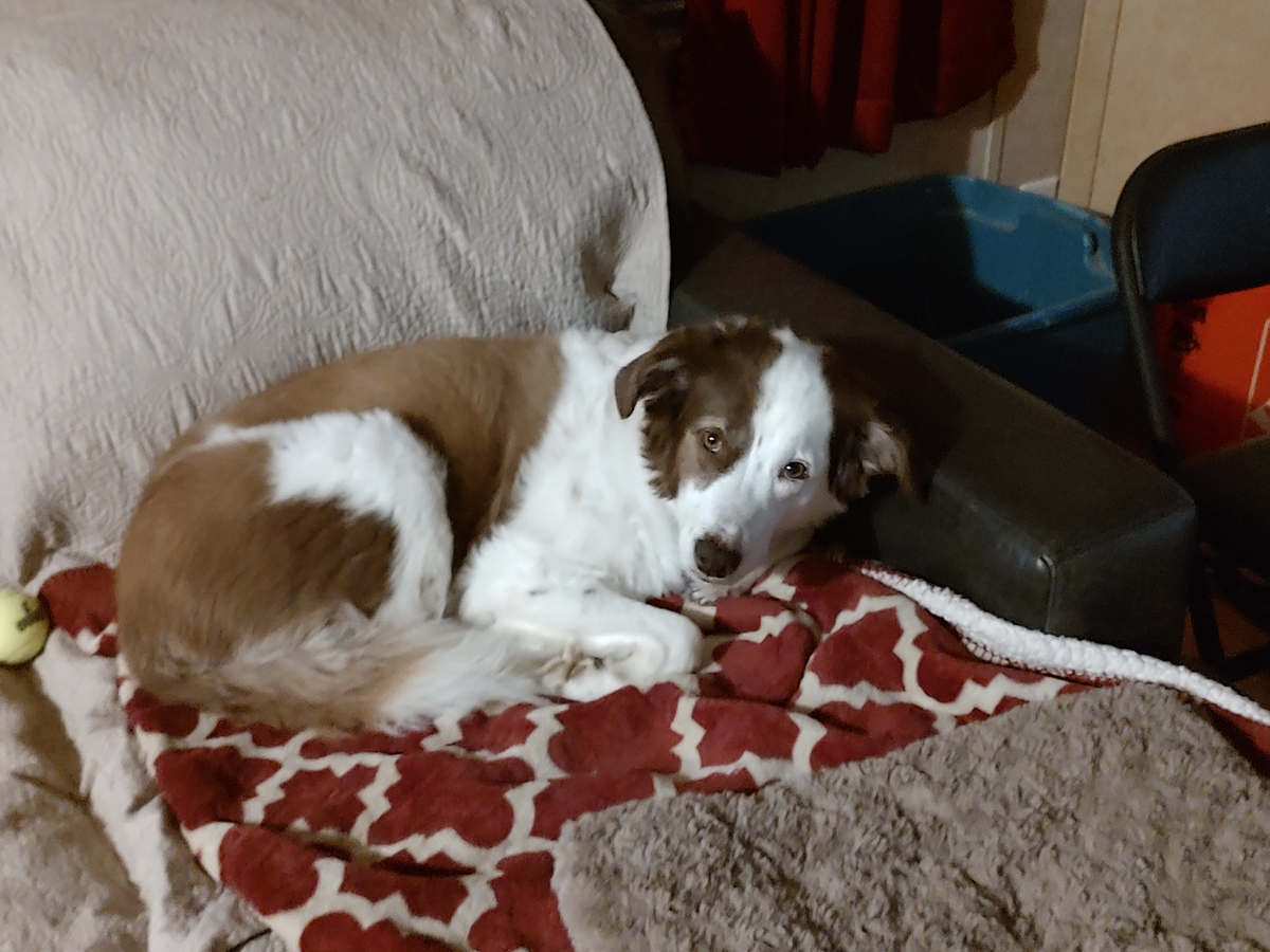 Fundraiser by Allana Lucas : Help Sara Live a Happy Life with Cushing's ...