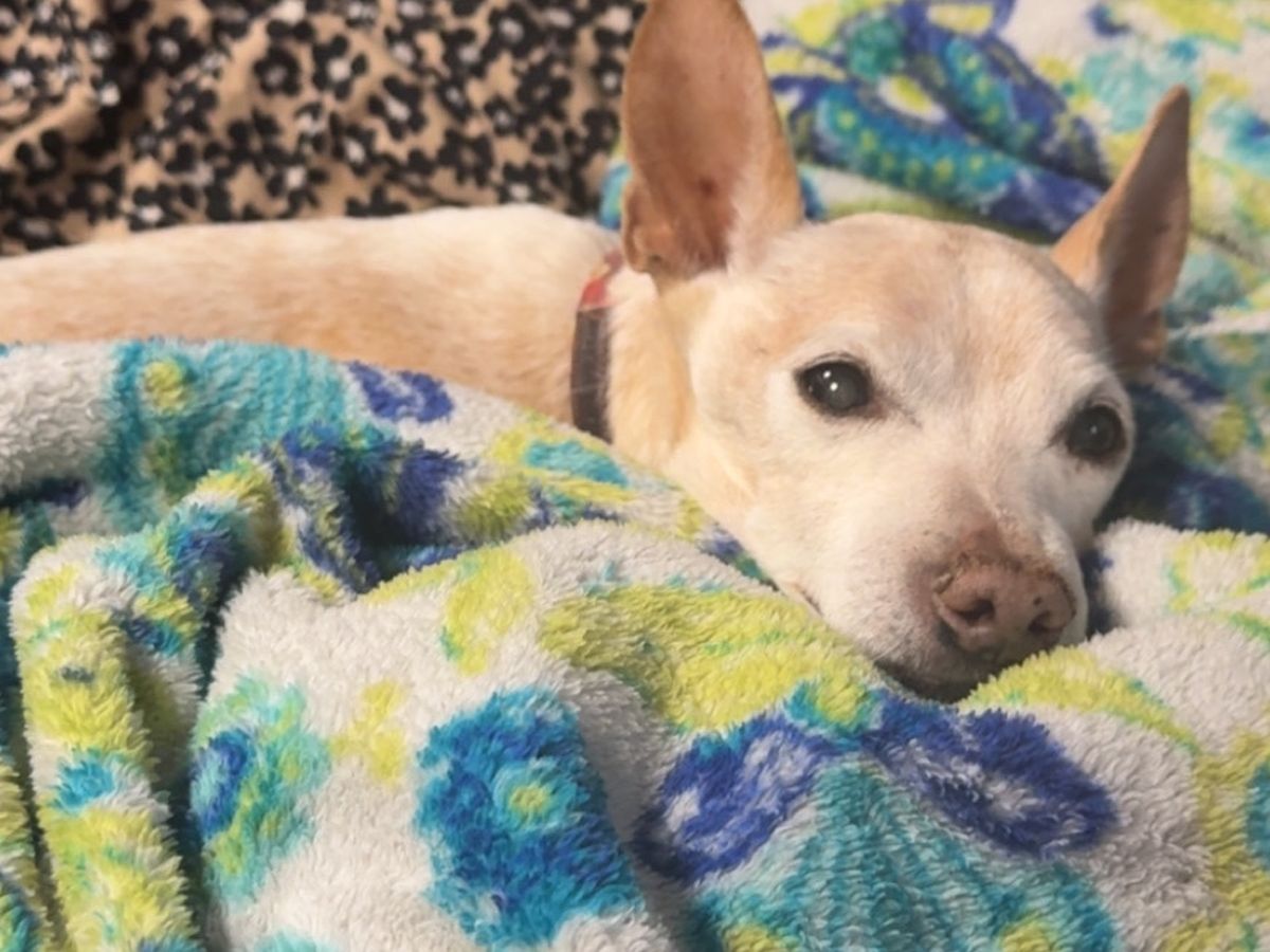 Fundraiser by Samantha Shafer : Hope and Healing for Buddie
