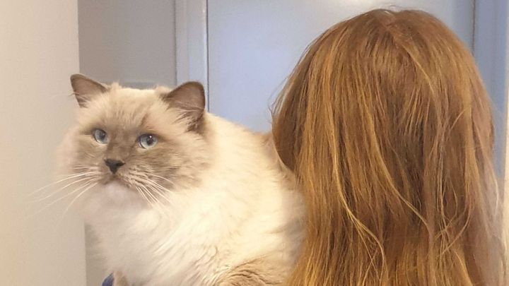 Fundraiser for James Jarrold by Ellise Collins : Please help with Meow ...