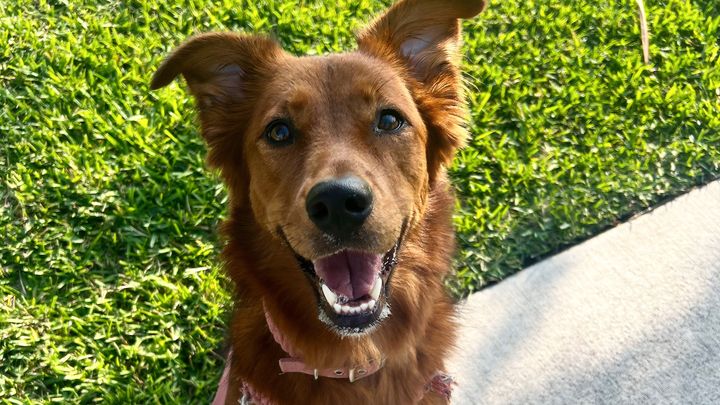 Fundraiser by Amaleia Monet : Sadie’s Surgery