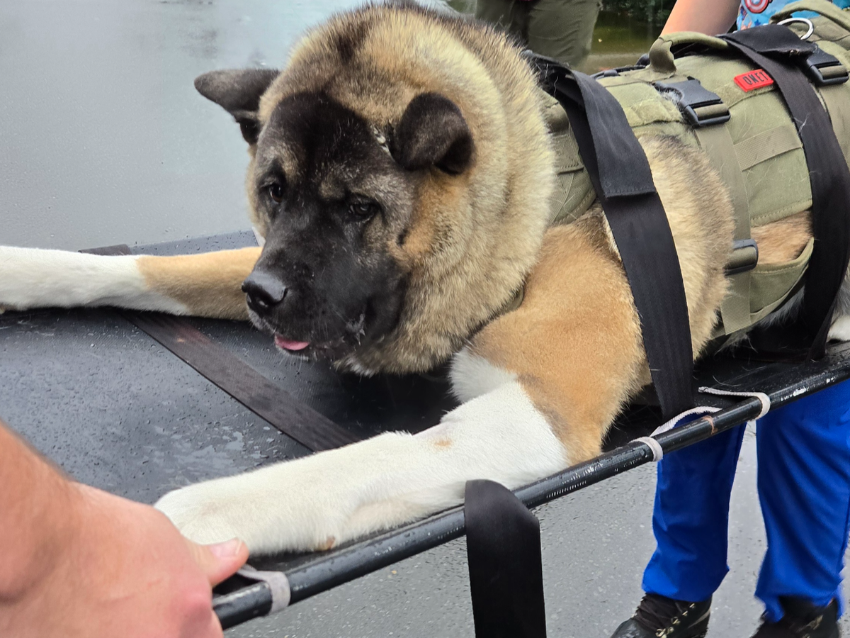 Fundraiser by Julia Sayne : Support Kuma's Urgent Medical Journey