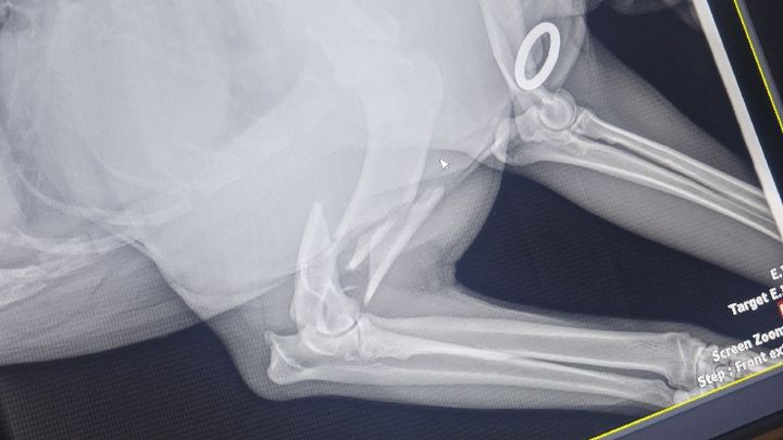 Fundraiser by Emily Dawson : Help Venom save his leg!