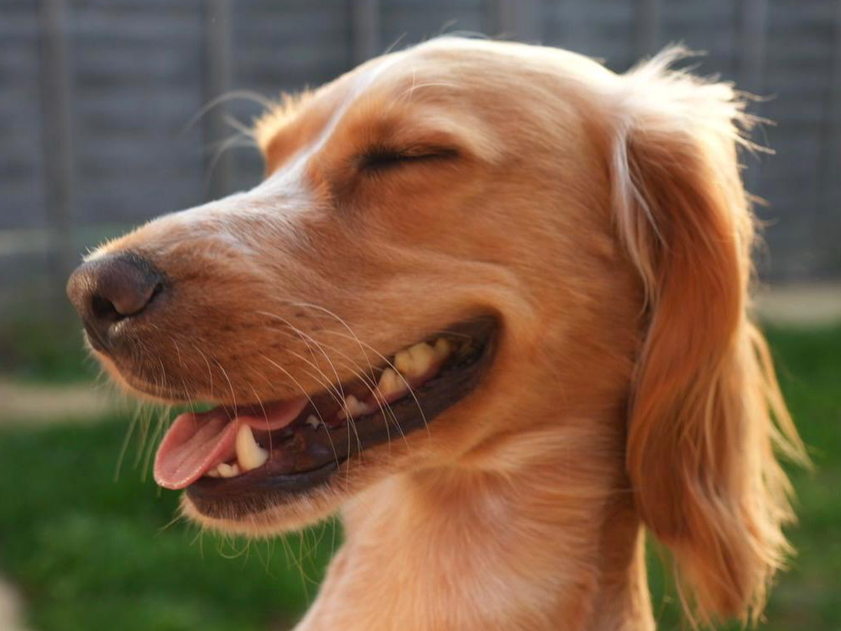 Fundraiser by Dawn Watson : Help Archie our Cocker Spaniel fight for ...