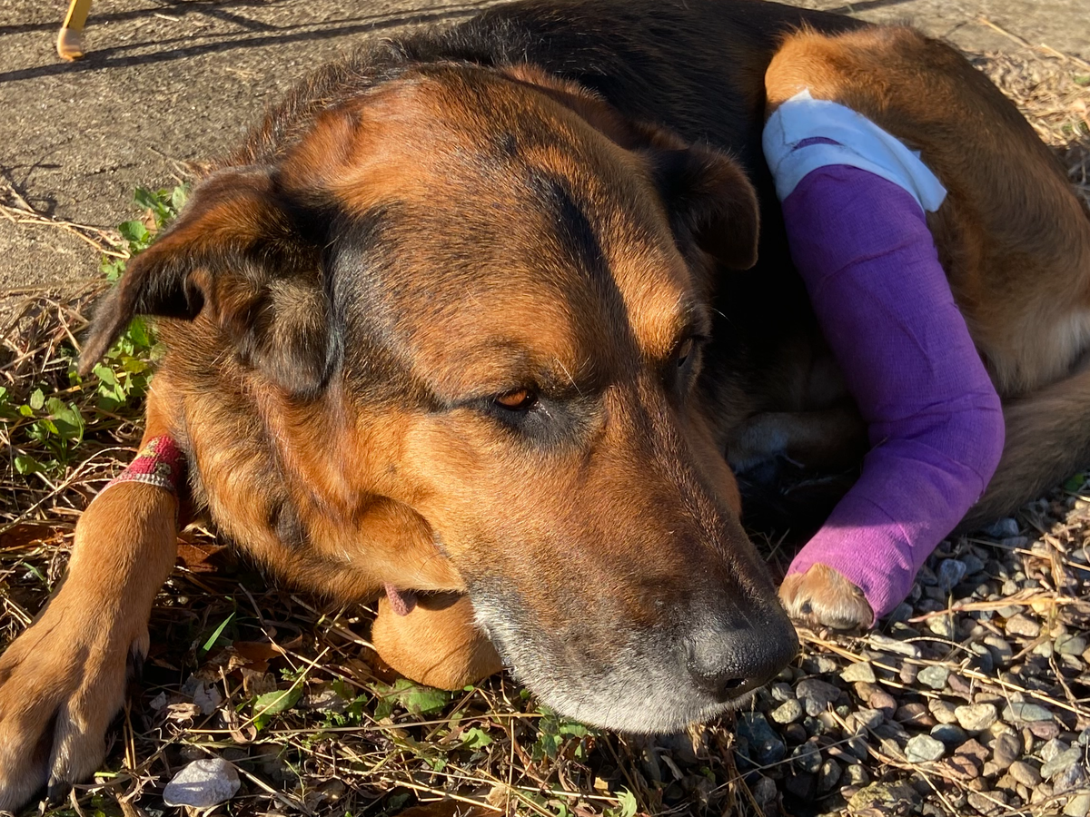 Fundraiser by Borgo Véto : Appel à l’aide pour sauver un chien pris ...