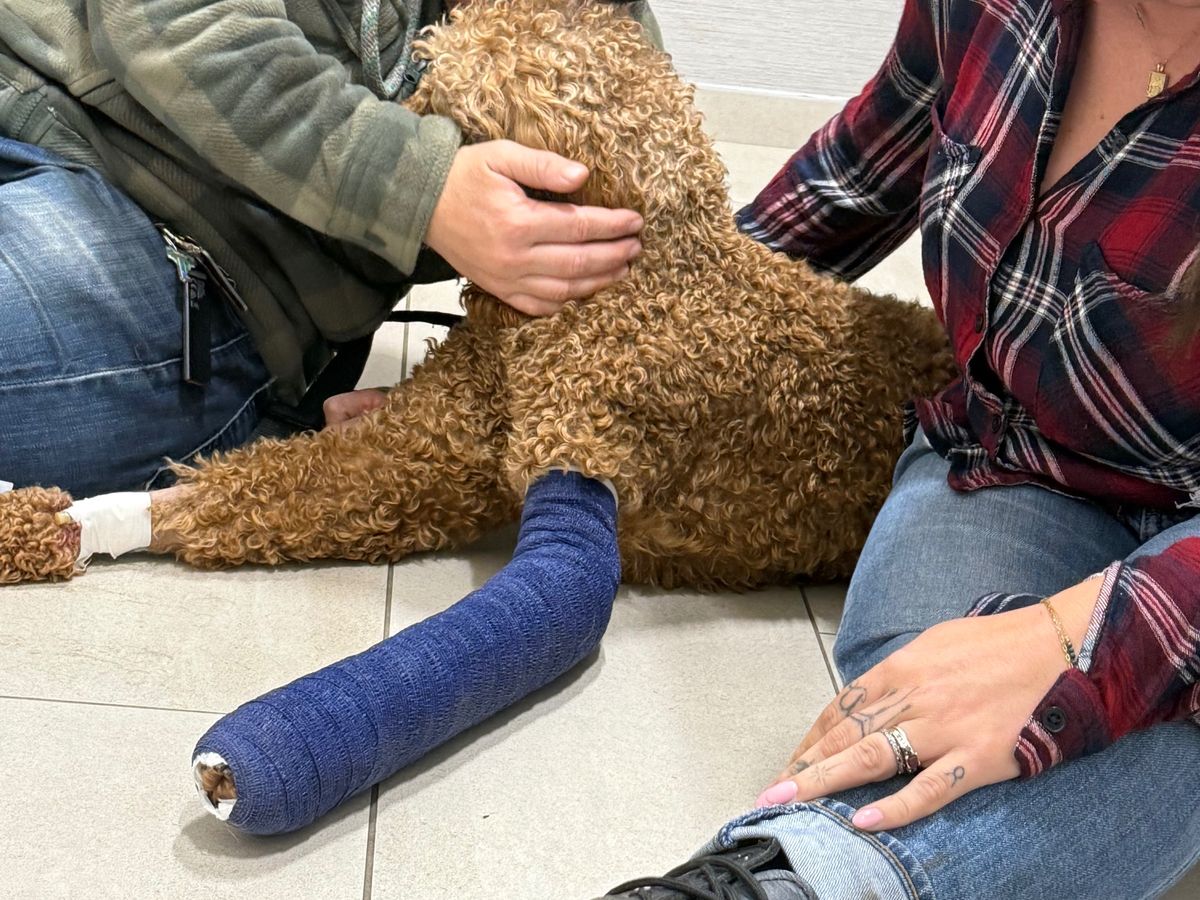 Fundraiser by Cole Callahan : Help Kodi Recover from Hit and Run Injuries