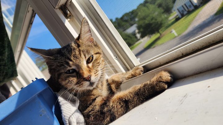 Fundraiser by Kade davidson : Bug's Broken Bone