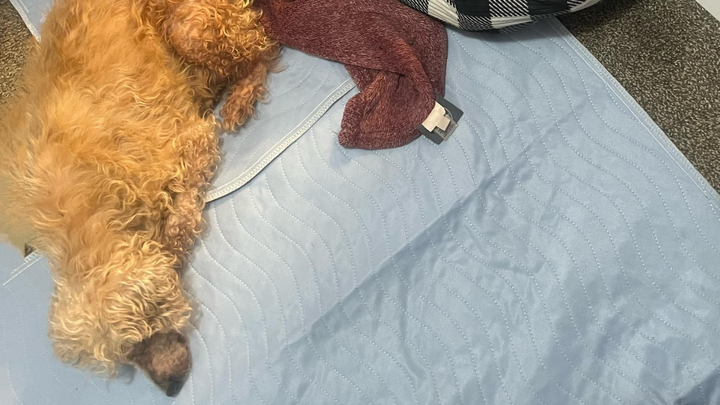 Fundraiser by Jami Poe : Help Lay Turk to Rest Peacefully