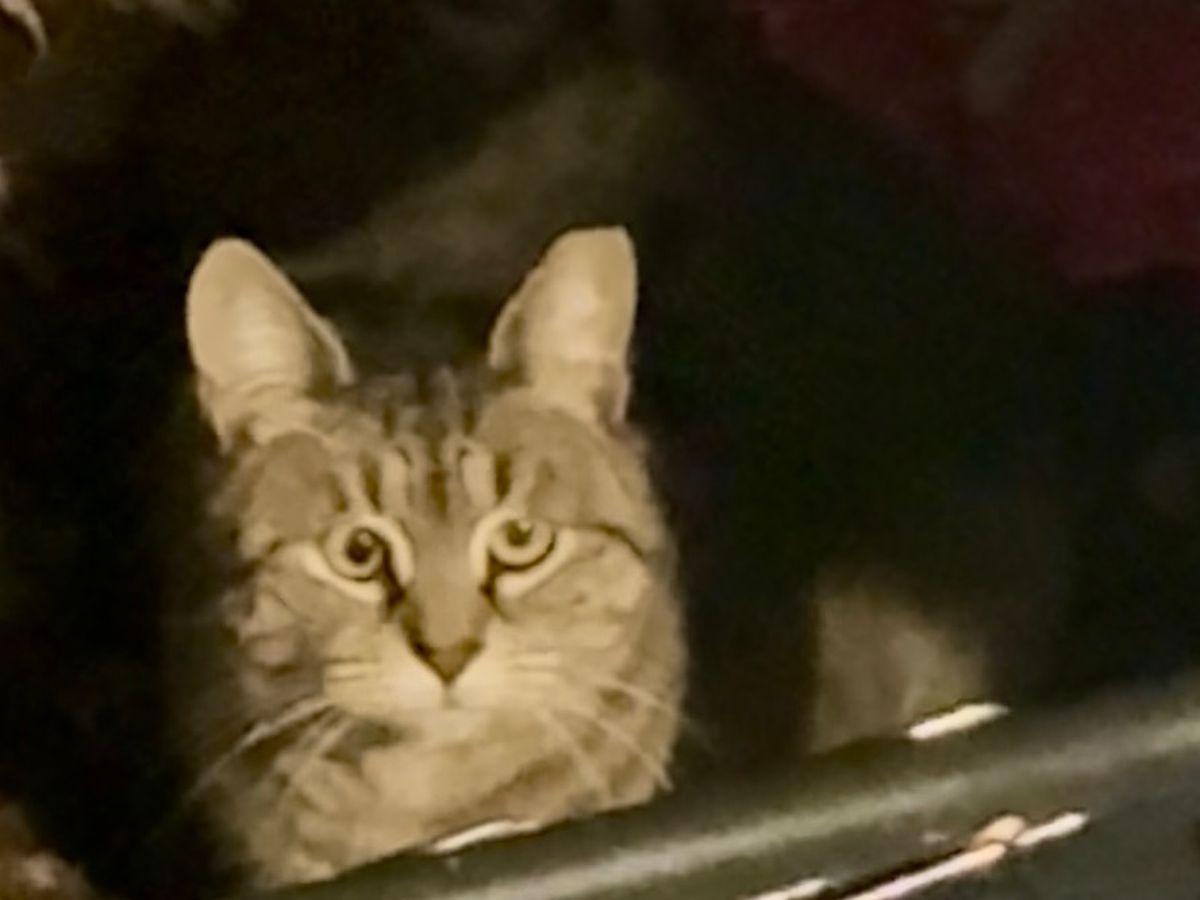 Fundraiser by Joan santiago : Help Sad-eyes Cub Stay Warm This Winter