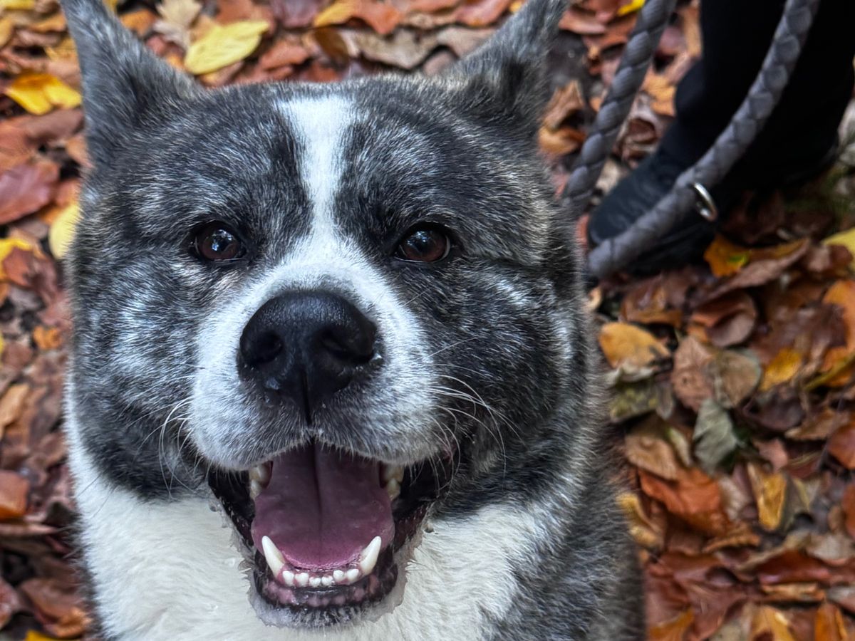 Fundraiser by Leonie Schaten : Unser Akita leidet – bitte helft ihm ️