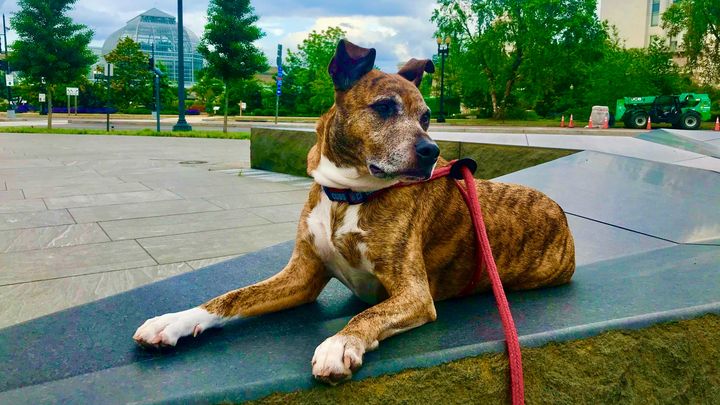 Fundraiser by Michael Hulslander : Wrigley Needs Help