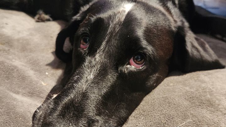 Fundraiser by Megan Stull : Lucian needs help