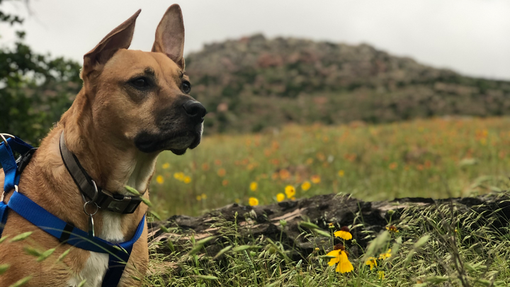 Fundraiser for Keyla Singleton by Darcy Hill : Myra’s TPLO Surgery