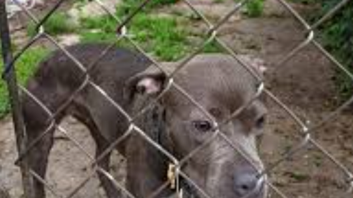 Fundraiser for Angela Wilson by Lexis Dawson : Support Lexis Dawson's ...