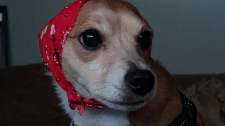 Fundraiser by Ashley Gunning : Help Ares get a tumor removed