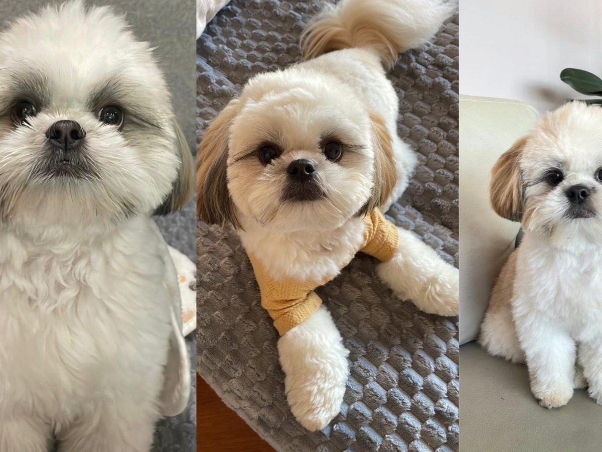 Fundraiser by Sarah R : Help Sarah Bring Milo Home to the USA