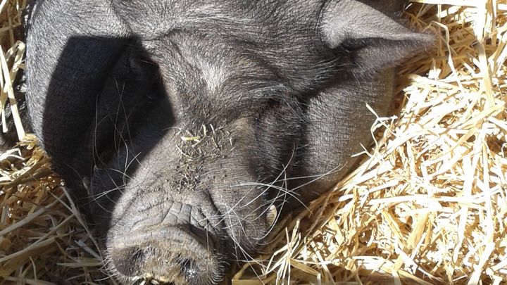 Spendenkampagne von Lynn Eubanks: Stanley the pig