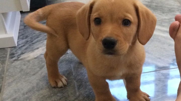 Fundraiser by J.Michael Wagner : My Puppy Leo's Hospital Bill