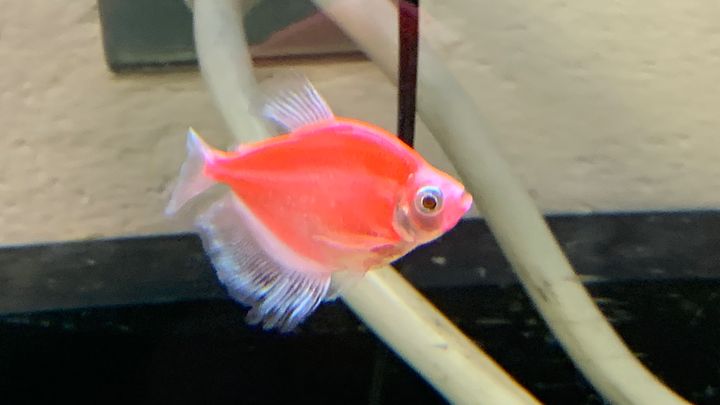 Fundraiser for Pam Supan by Coby Supan : GET DANIEL ( the pink fish) a ...