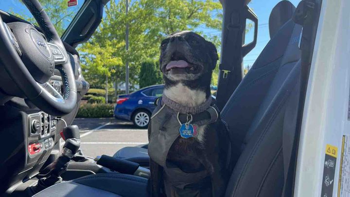 Fundraiser by Steven Milazzo : Help Mila treat her cancer