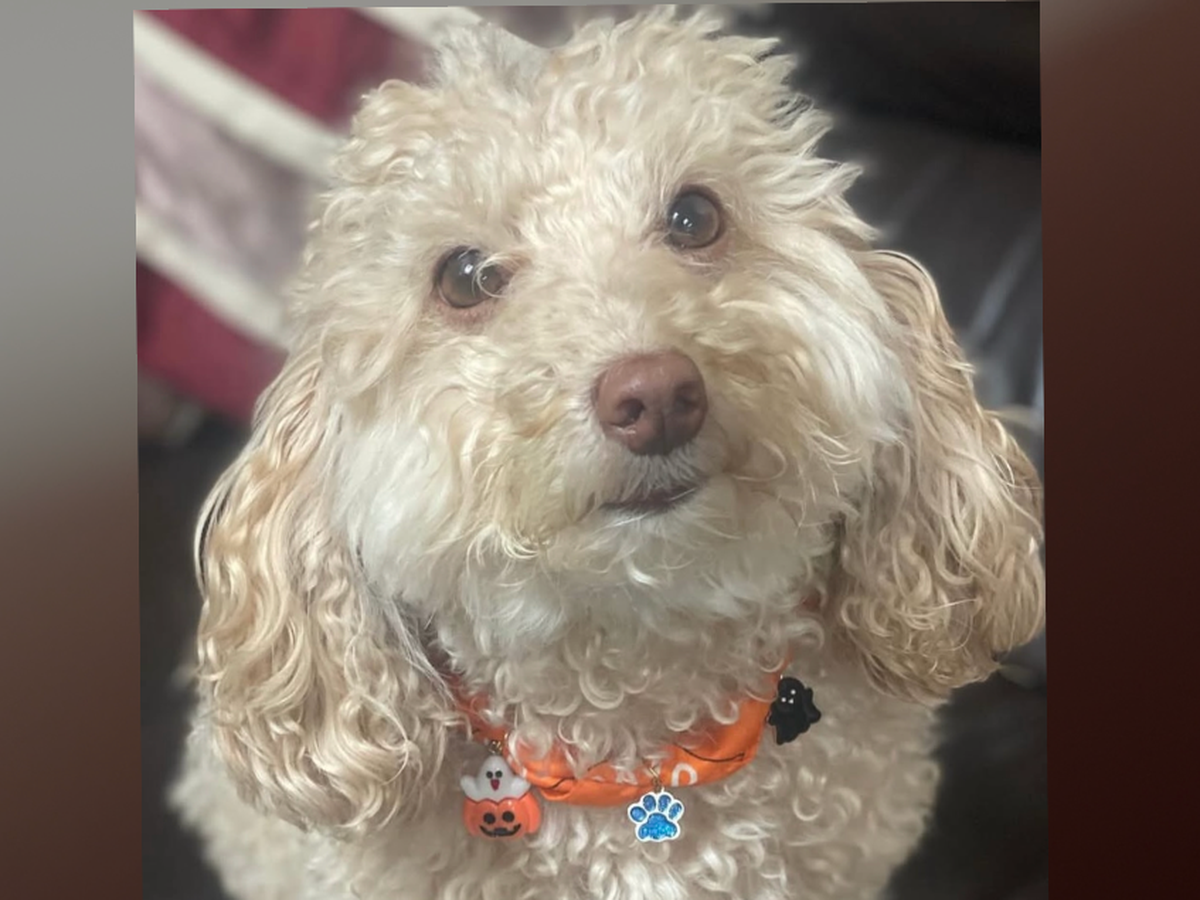 Fundraiser by Lucy Simmons : Bring Lottie home x