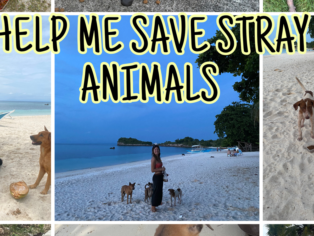 Fundraiser by Laura Buzzin : Help Me Save Sick Stray Animals in the ...