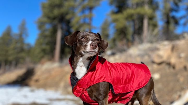 Fundraiser by Colleen Haynes : Repair a super tiny ACL of a super ...
