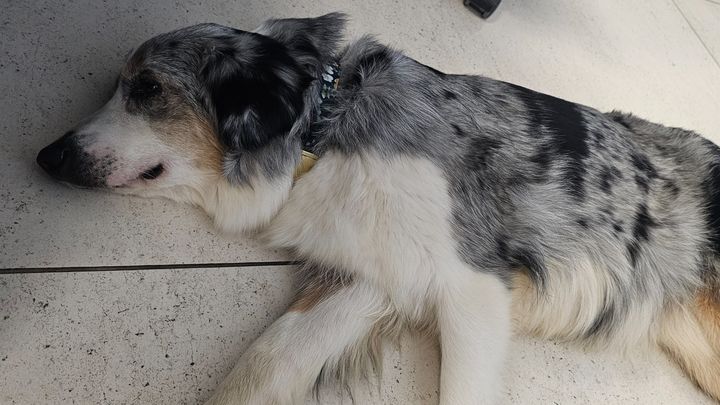 Spendenkampagne von Natasha Denham für Alexis Esquivel: Abandoned dogs ...