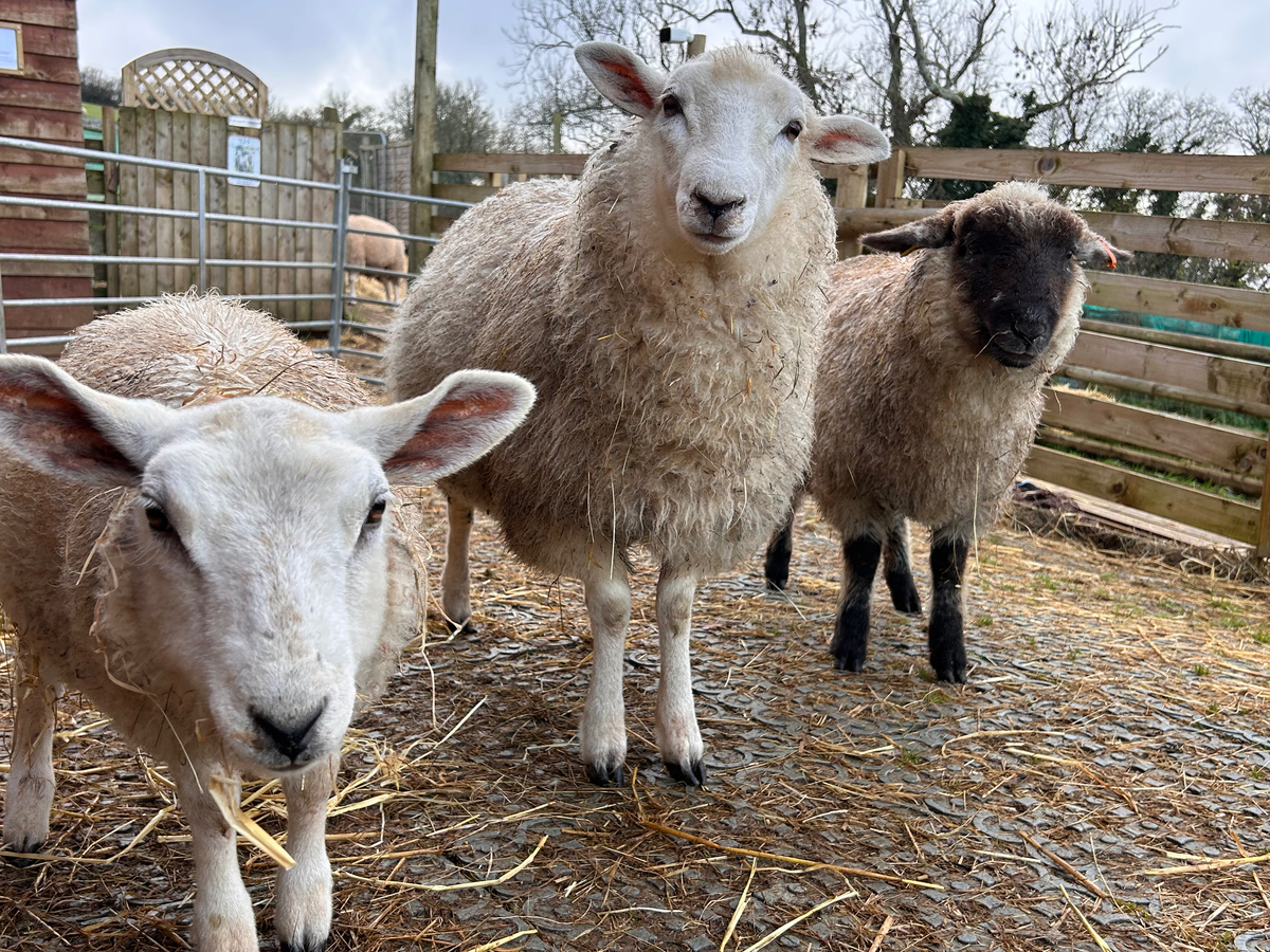 Fundraiser by Hakuna Matata : Help our Sanctuary