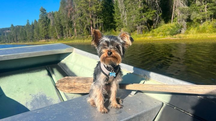 Fundraiser by Martin Warren : Help Benji Boy Get Urgent Surgery