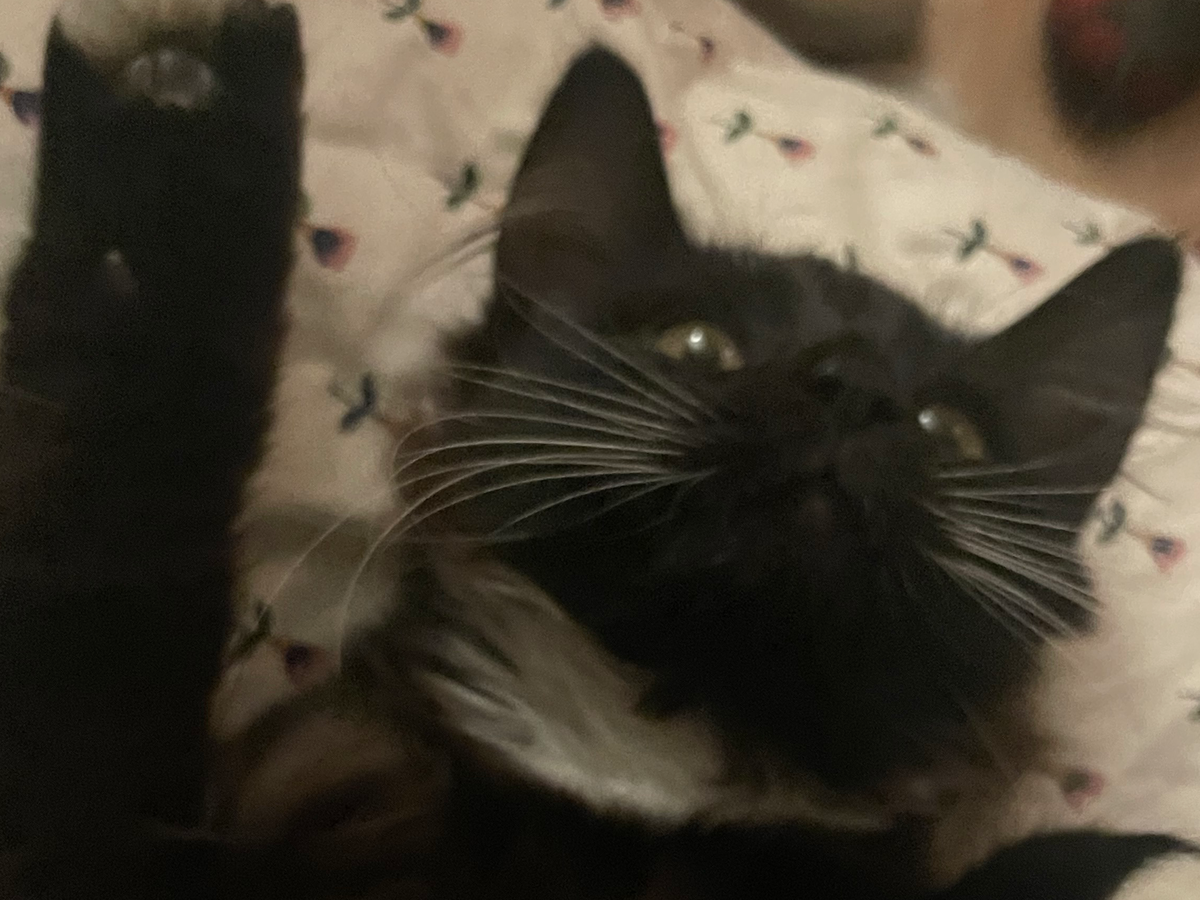 Fundraiser by Naomi Weissman : Support for Kitten's Urgent Medical Care