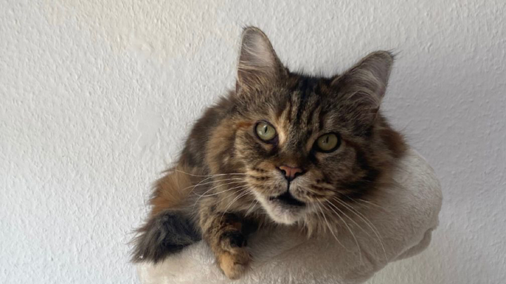 Fundraiser by Tanja Hassheider : Hilfe für Emma