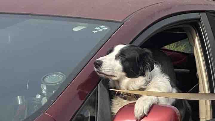 Fundraiser by Kimberly S Moore Prescott : Pepsi’s surgery