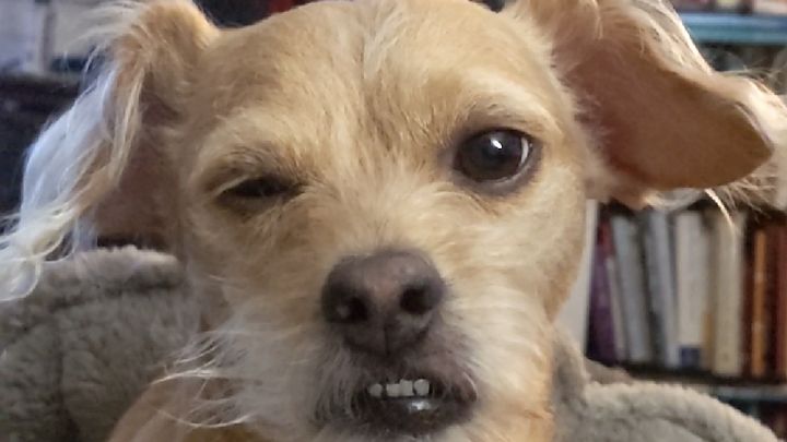 Fundraiser by Jason Cullison : Surgery to help rocko walk again