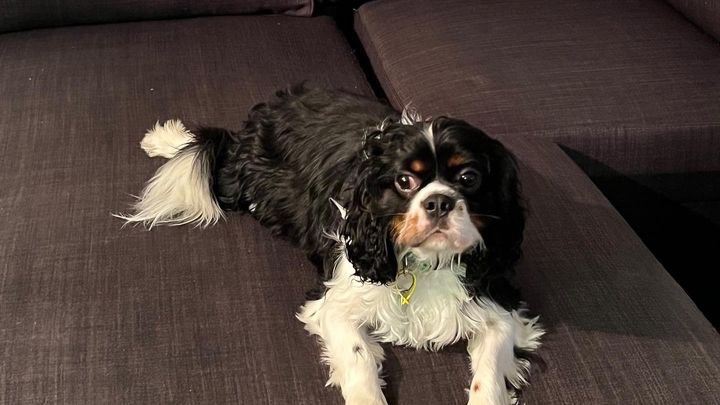 Fundraiser by Rachael Ralston : Rachael's best friend Bailey needs a ...