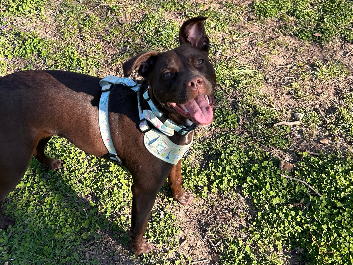 Fundraiser by Peri Wall : Restore Mocha's Mobility: Donate for Her TPLO ...