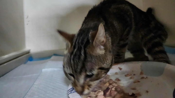 Fundraiser for Abby Smith by Wanda Miller : Help Us Give Biscuit a ...
