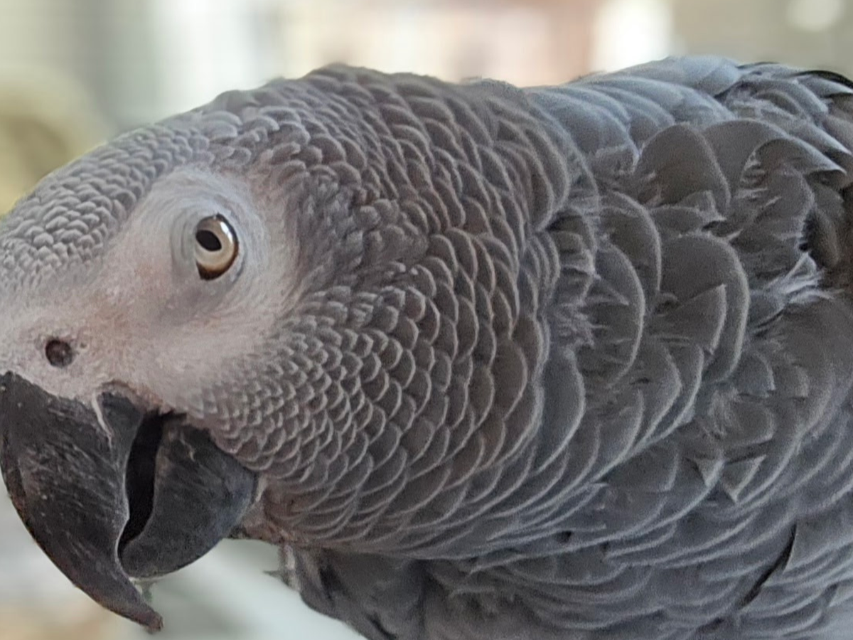 Fundraiser by Rhode Island Parrot Rescue Maine Branch : Rhode Island ...