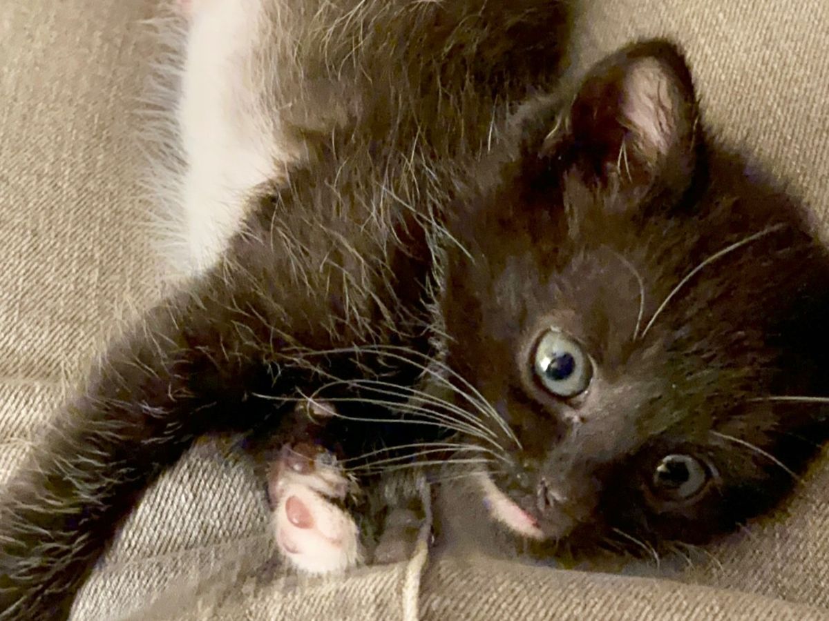 Fundraiser by Kelsey Hamilton : Help Pippin Grow Up Healthy and Strong