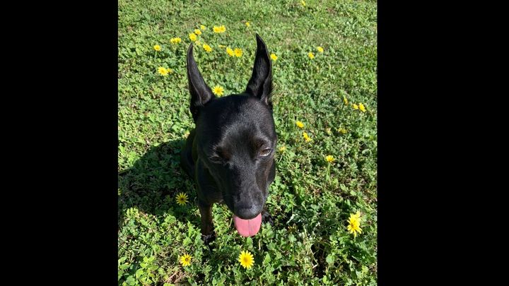 Fundraiser for Emily Quelch by Hailee Bennett : Merve’s Emergency ...