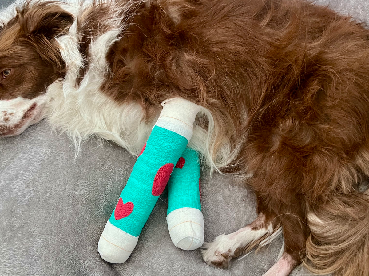 Fundraiser by Troy Neil : ️ Help Riley walk again she deserves a second ...