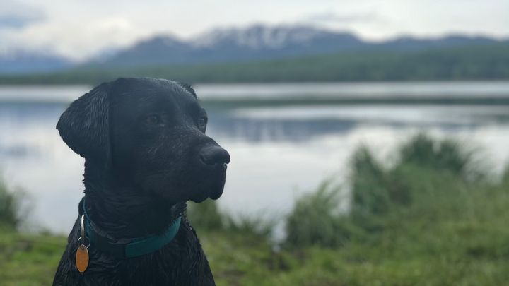 Fundraiser by Nathan LaShomb : Support May's Cruciate Ligament Recovery