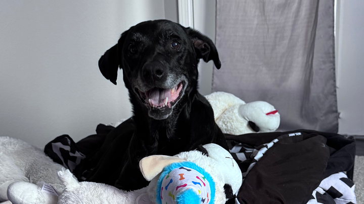 Fundraiser by Amy Rene : Support Nia's Surgery for a Better Life