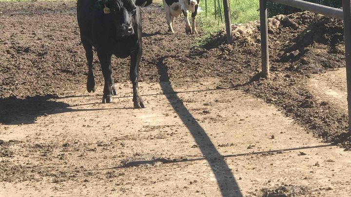 Fundraiser by Theodore Winnen : Small Family Dairy Needs Support