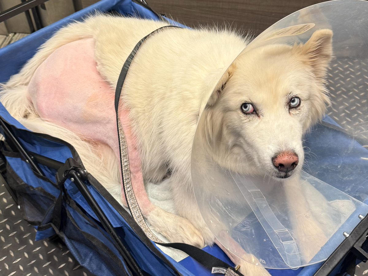 Fundraiser for Yunjee Cho by Sarah McMahon : Support Charlie's ACL Surgery